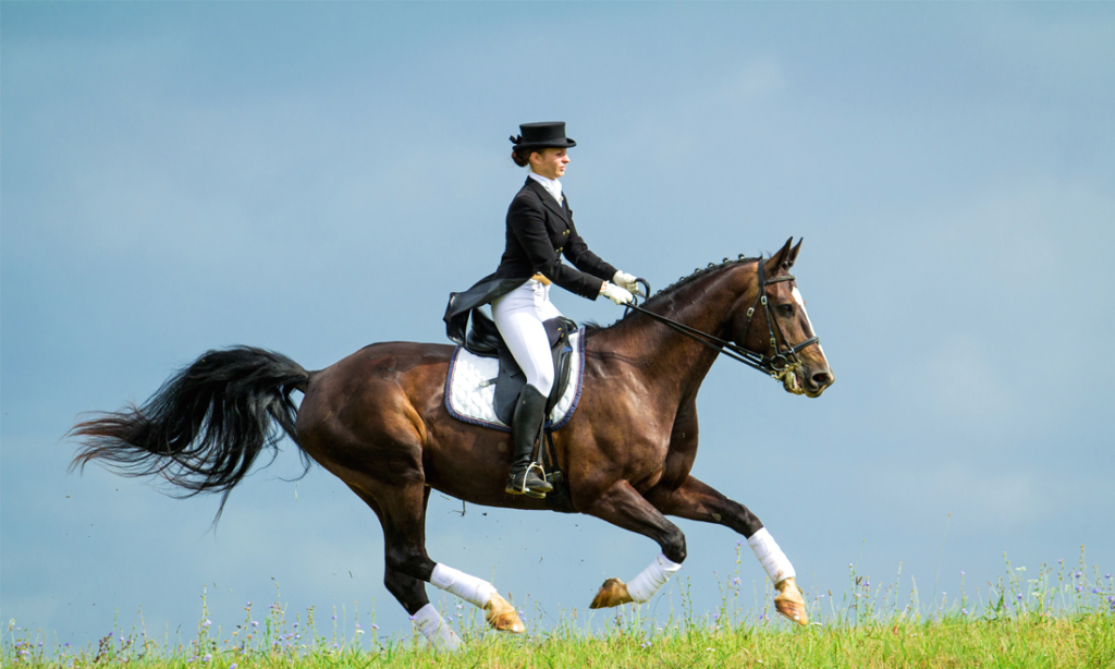 Eq-Quality – Performance Analysis For Equestrian Sports